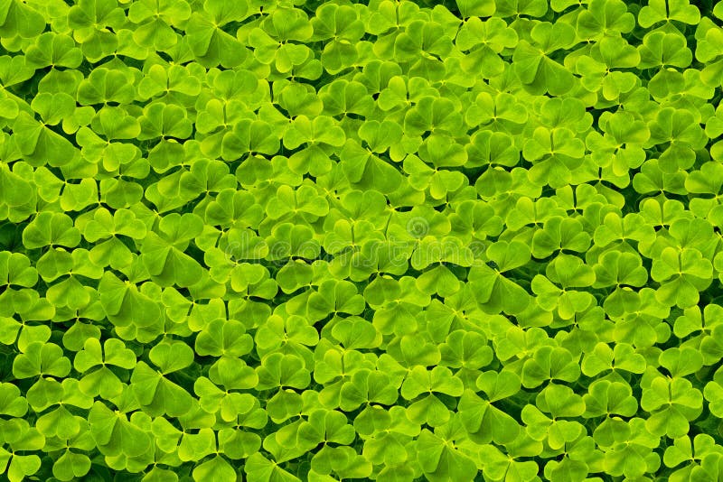 Green Clover Leaves. Spring Natural Background Stock Image - Image of ...