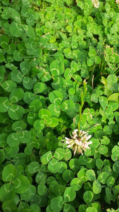 Green Clover Under the Summer Sun Stock Photo - Image of green ...