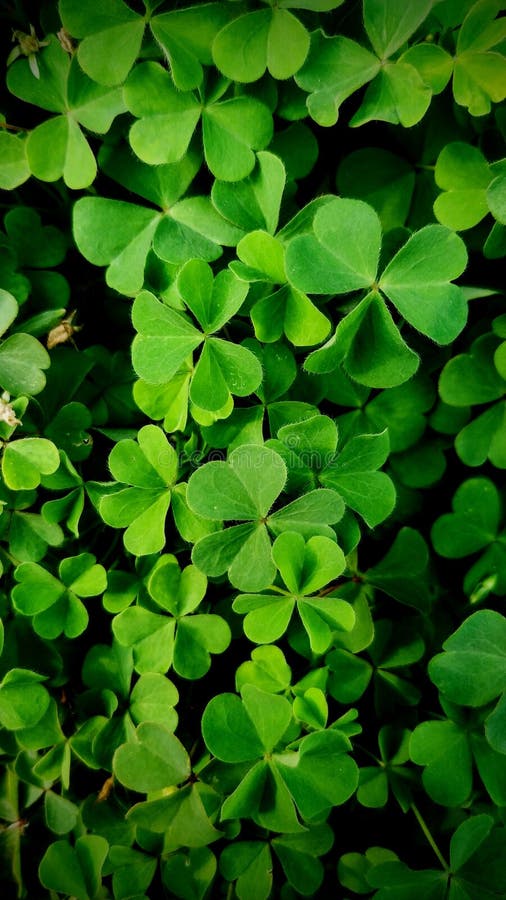 Green clovers stock photo. Image of beautiful, green - 233997614