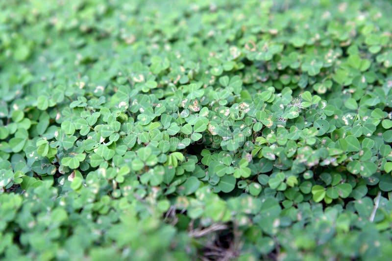Green Clovers Leaf. Weed. Background Textures. Stock Image - Image of ...