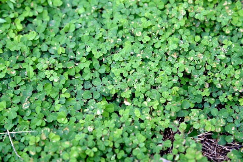 Green Clovers Leaf. Weed. Background Textures. Stock Photo - Image of ...