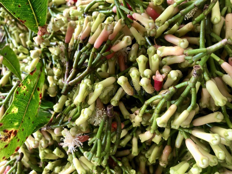 Green Cloves stock photo. Image of cloves, fruit, herbs - 248873660