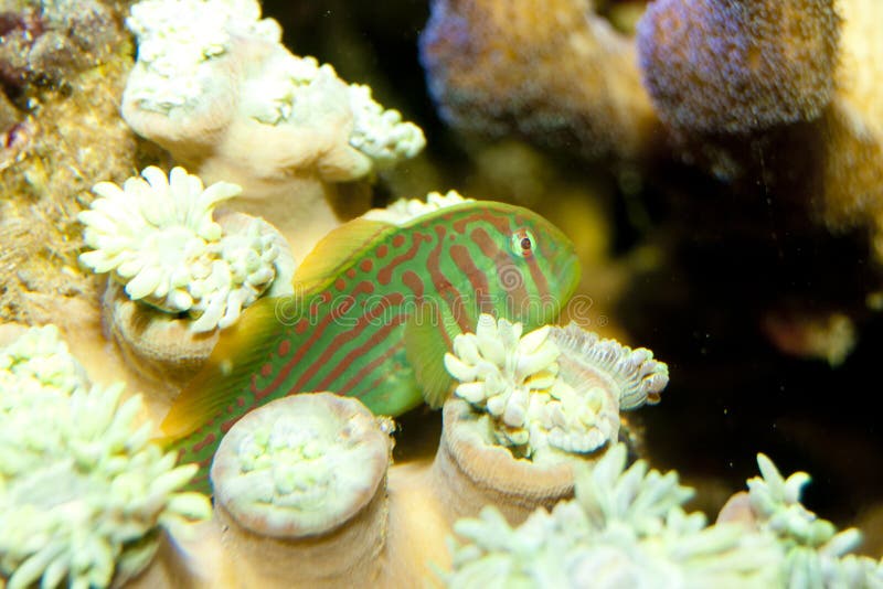 Green Clown Goby stock photo. Image of aquarium, goby - 16243442