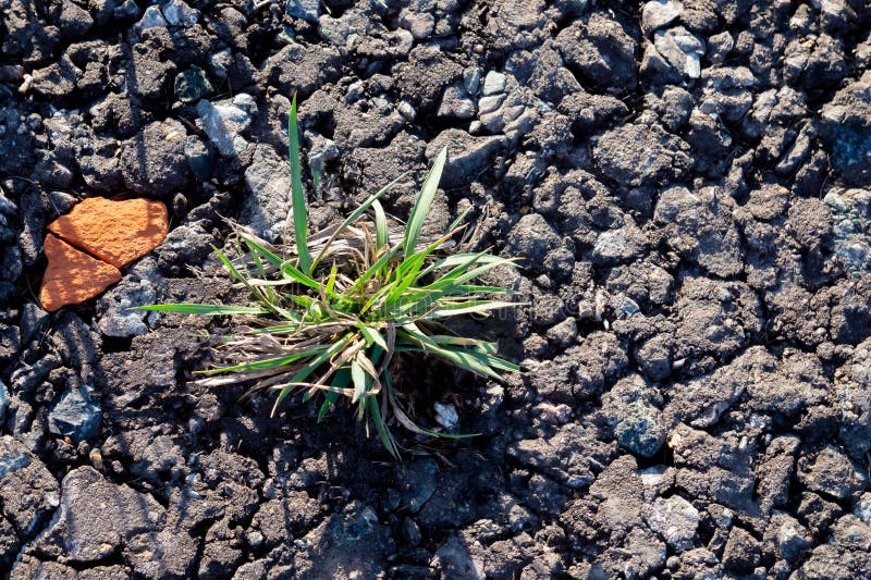 A Green Clump of Grass Makes Its Way through the Paved Path. the ...