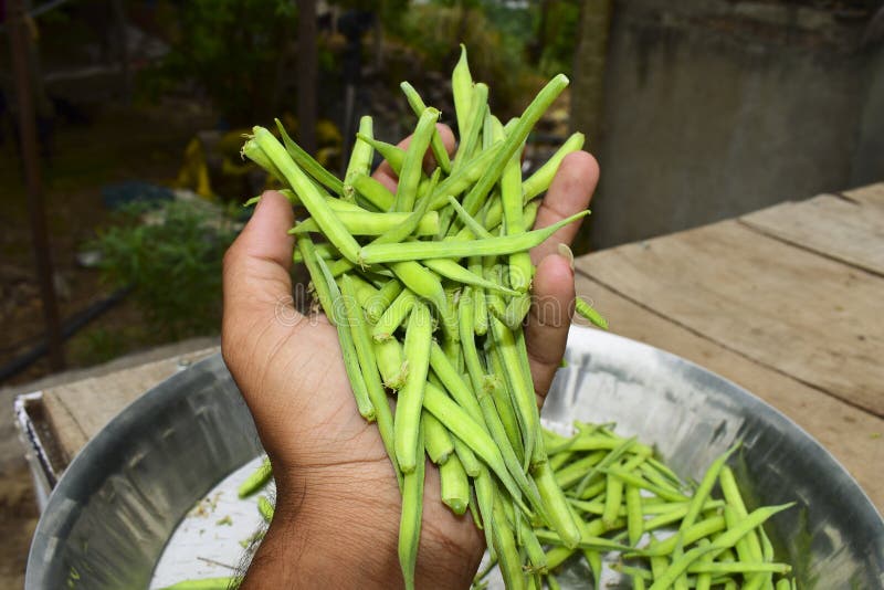 Guvar Beans on Plant in Garden Stock Photo - Image of guar, field ...