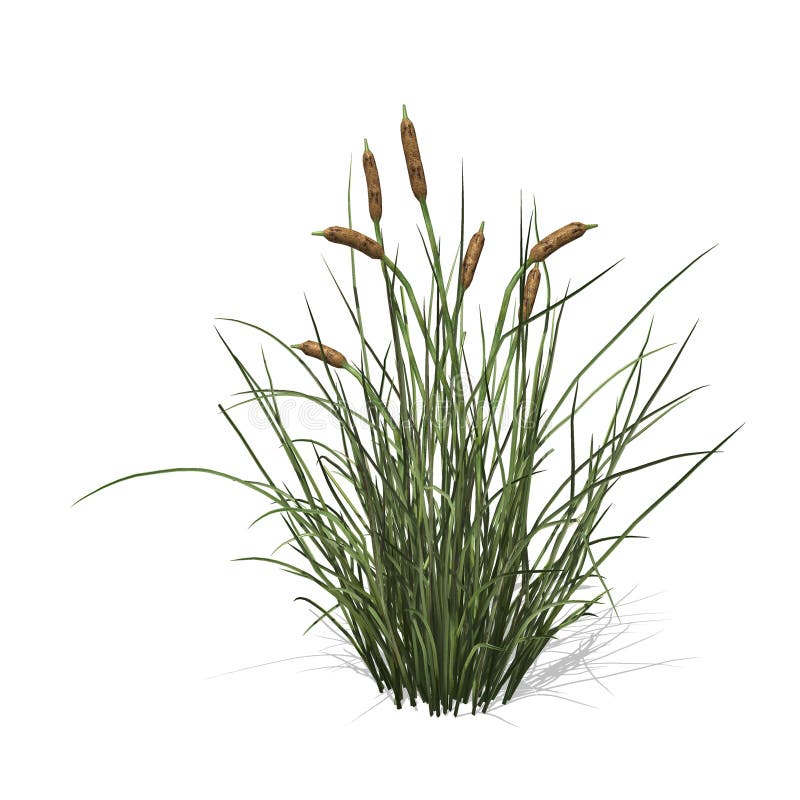 Coattails Grass Stock Illustrations – 1 Coattails Grass Stock ...