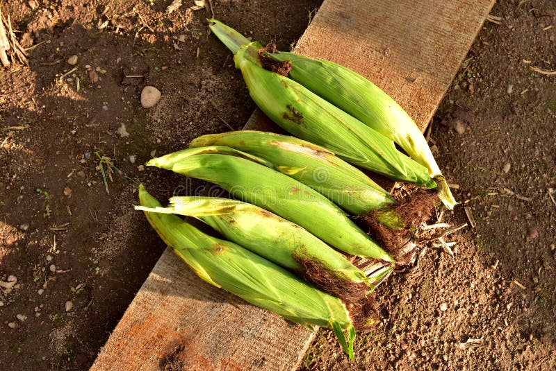 Green Cobs of Corn on a Wooden Board on the Ground Stock Photo - Image ...