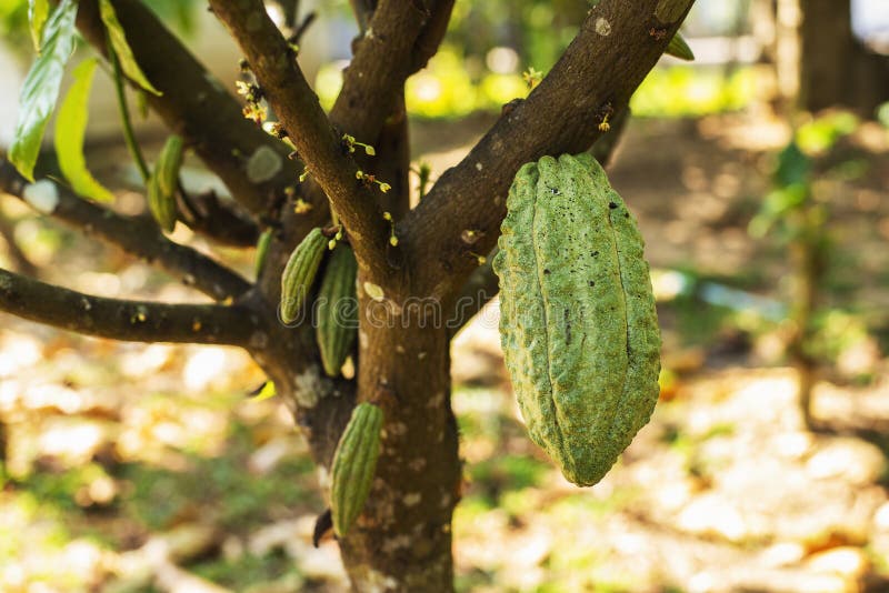 Green Cocoa Fruit on the Tree Stock Photo - Image of branch, leaf ...