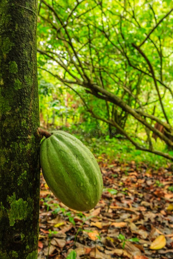 A Green Cocoa Pod is Hanging from a Tree Stock Photo - Image of ...