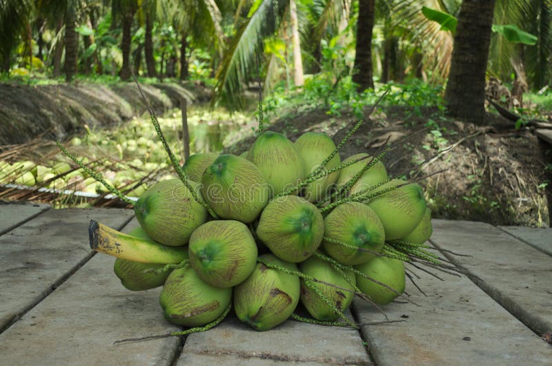 Green coconut stock photo. Image of health, organic, juice - 76223034