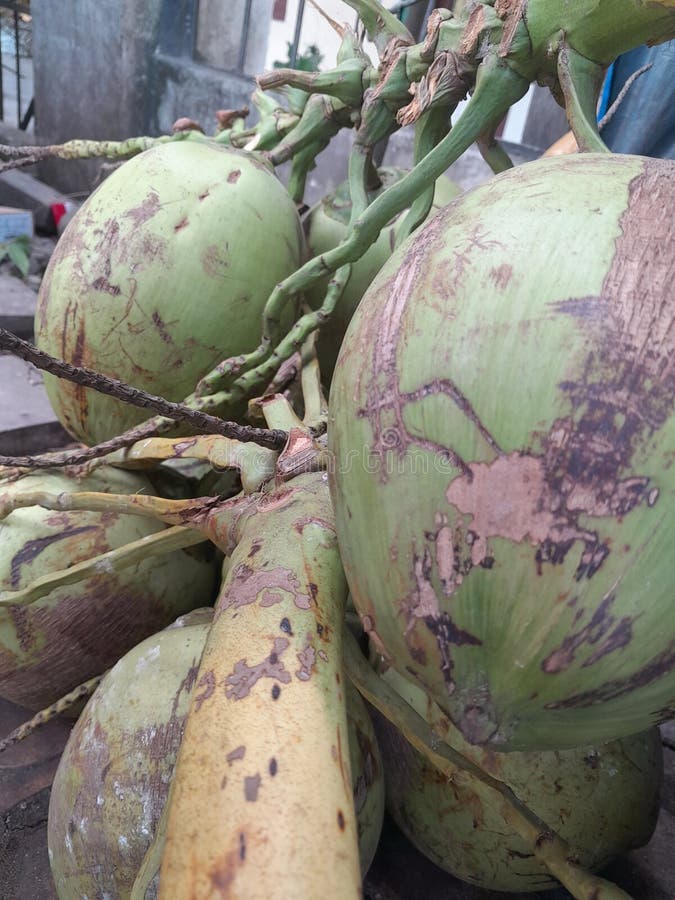 Coconut Breaking Rituals of Hindus Stock Image - Image of carving ...