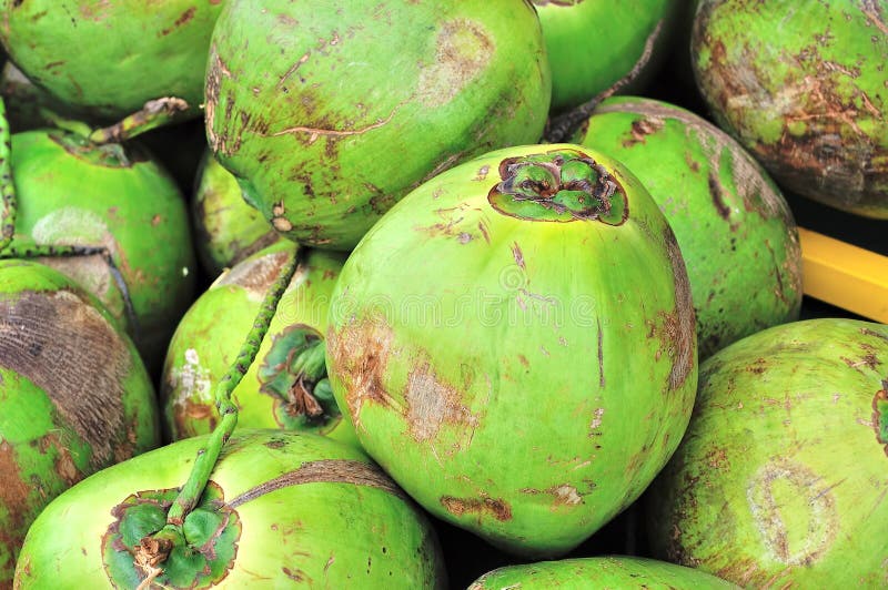 Green coconut stock photo. Image of exotic, green, coco - 35929286