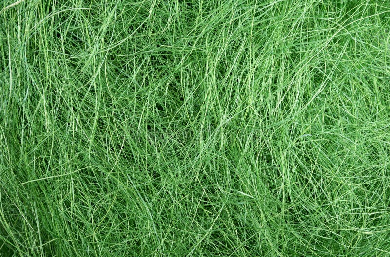 Green coconut coir stock image. Image of green, plant - 275936173