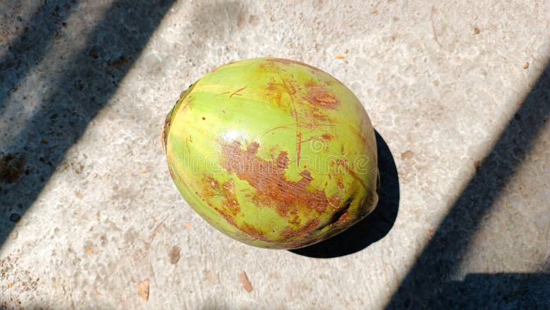 A Green Coconut Rests on a Concrete Surface. the Coconut Has a Rough ...
