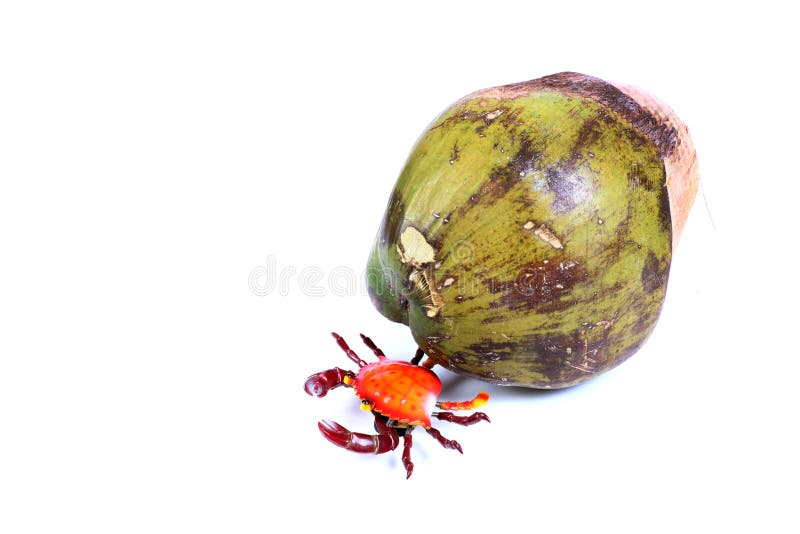 1,773 Coconut Crab Stock Photos - Free & Royalty-Free Stock Photos from ...