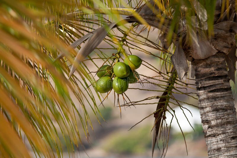 Green Coconut Fruit Growing on a Coconut Palm Stock Image - Image of ...