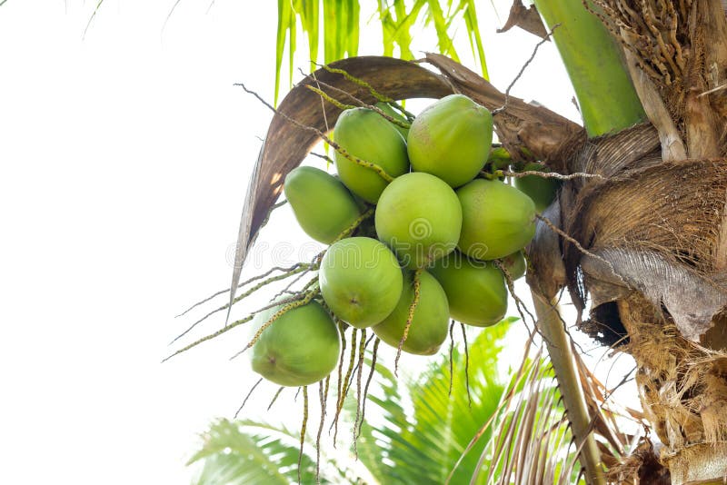 Group of Coconut Tree Isolated Stock Image - Image of palm, landscape ...