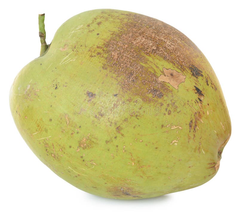 Two Fresh Green Coconut Isolated on Whit Stock Image - Image of palm ...