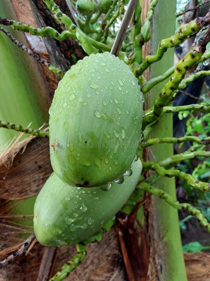 Green Coconut with Its First Fruit Stock Photo - Image of green, drink ...