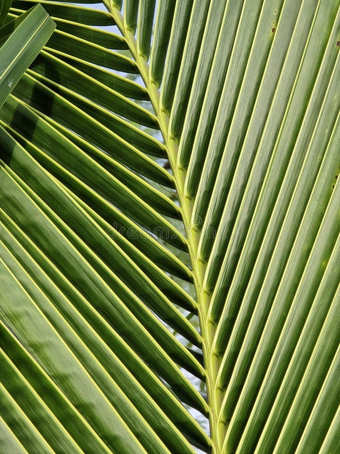 Green Coconut Leaf Background, Nature Stock Image - Image of beautiful ...