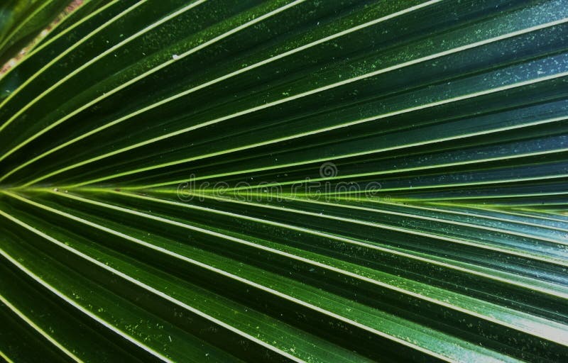 Green Coconut Leaf Background Pattern Stock Photo - Image of beach ...