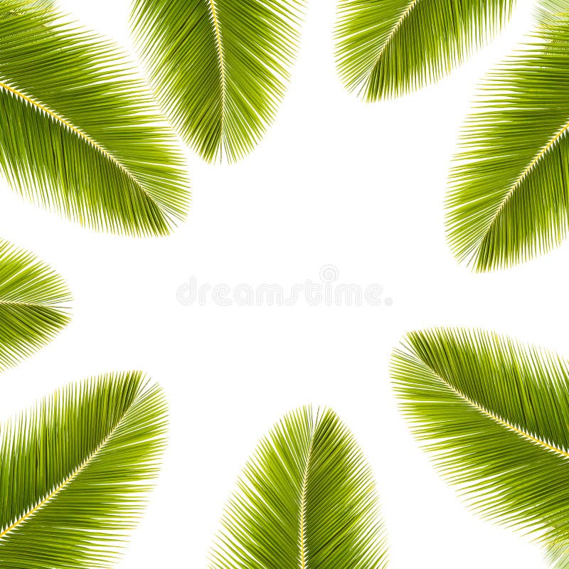 Green Coconut Leaf Frame Isolated on White Background. Stock Image ...
