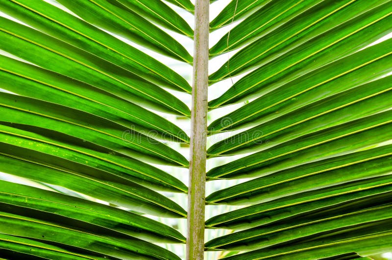 Green coconut leaf pattern stock photo. Image of holiday - 82187732