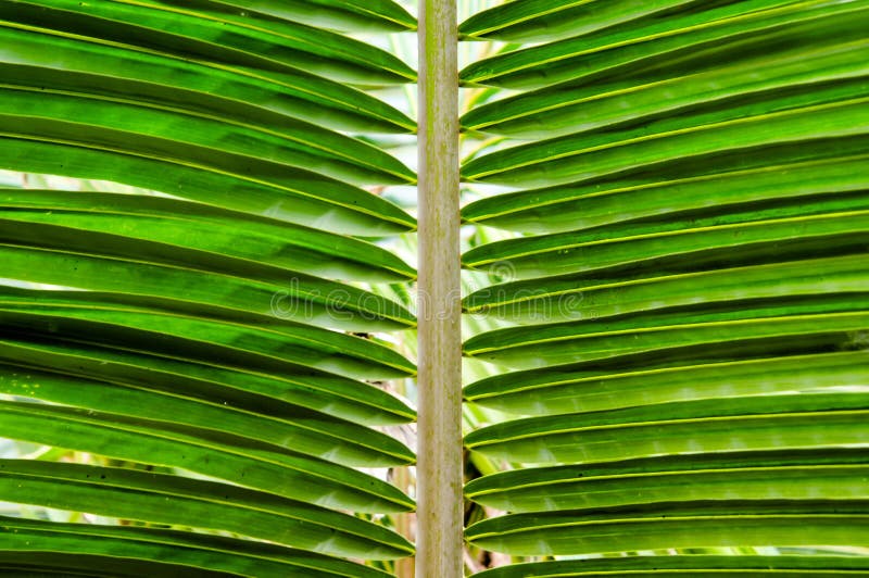 Green coconut leaf pattern stock photo. Image of tropical - 82199380