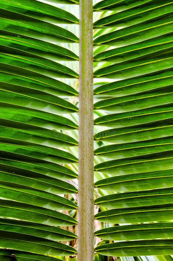 Green coconut leaf pattern stock image. Image of texture - 82199405