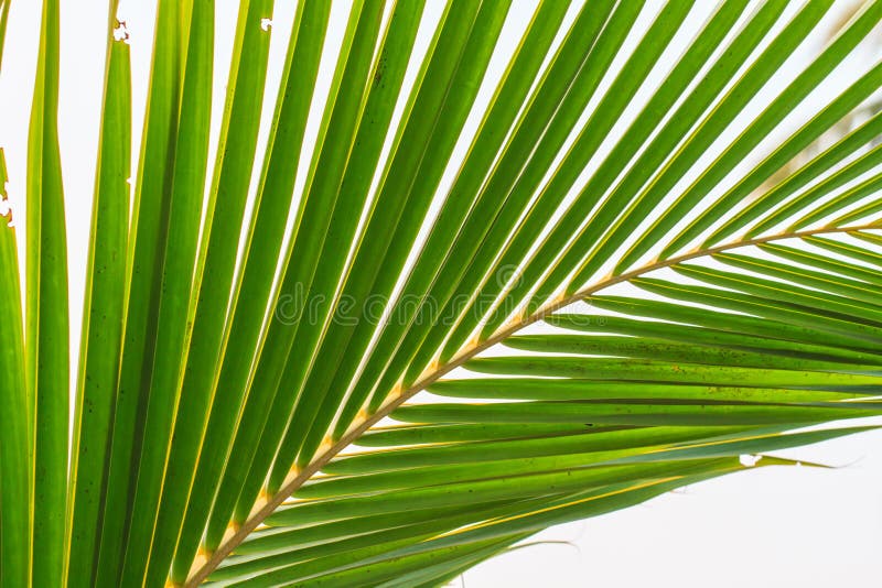 Green coconut leaf pattern stock photo. Image of arch - 49765922