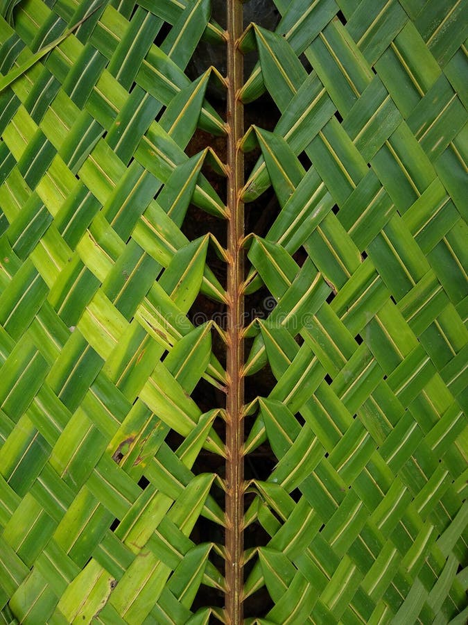 Green Coconut Leaf Roofing, Green Pattern Stock Photo - Image of ...