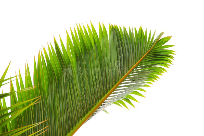 Green Coconut Leaf or Tree Branch Isolated on White Background with ...