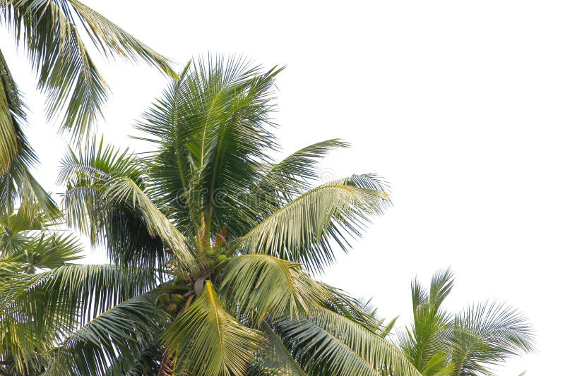 Plam Tee or Coconut Branch Isolated with White Background Stock Photo ...