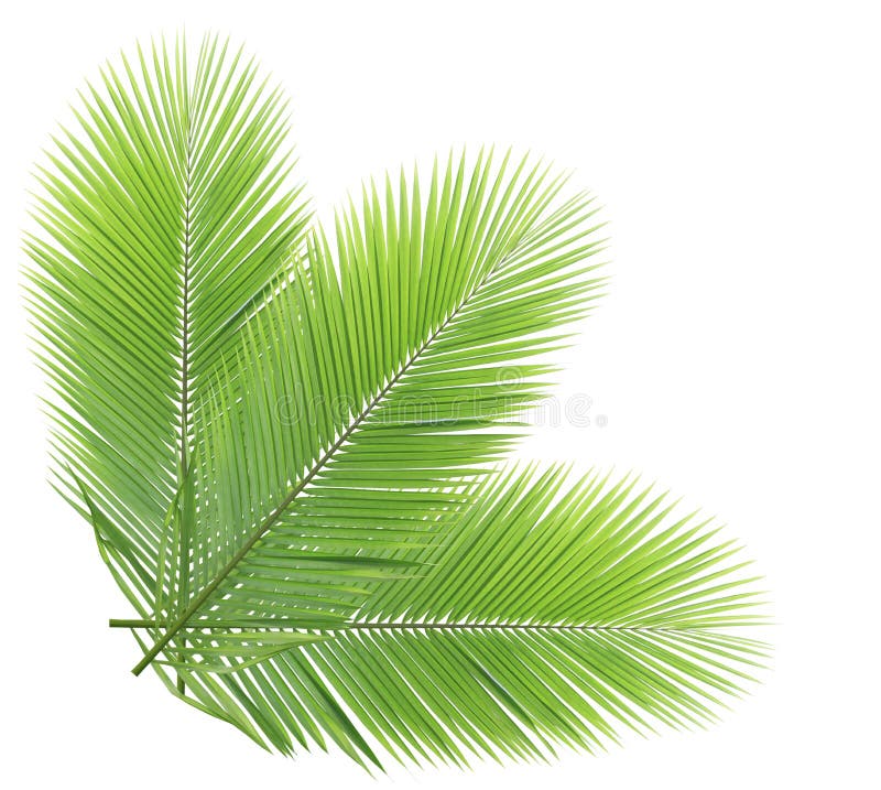 Coconut leaves stock image. Image of detail, natural - 25660371