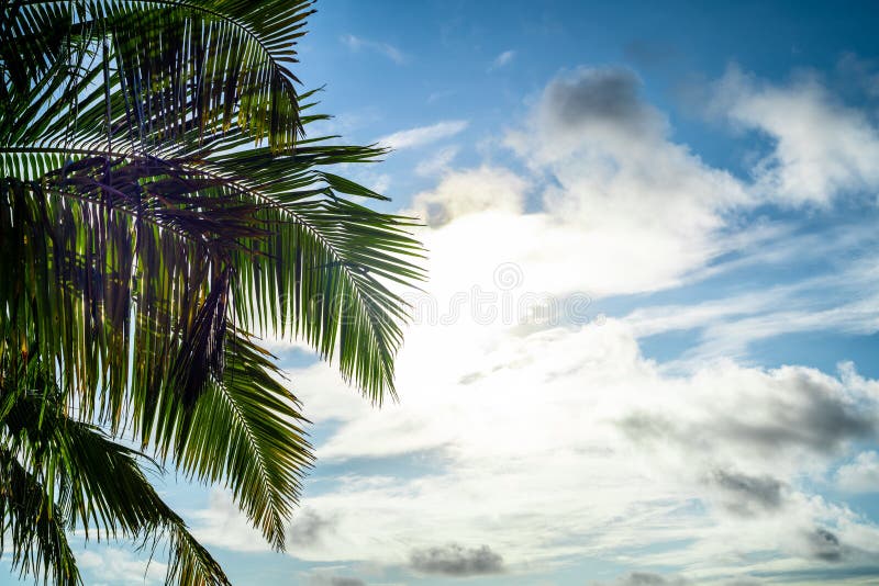 Green Coconut Palm Tree Leaves Against Stock Image - Image of peaceful ... Green Coconut Palm Tree Leaves Against Stock Image - Image of peaceful ...