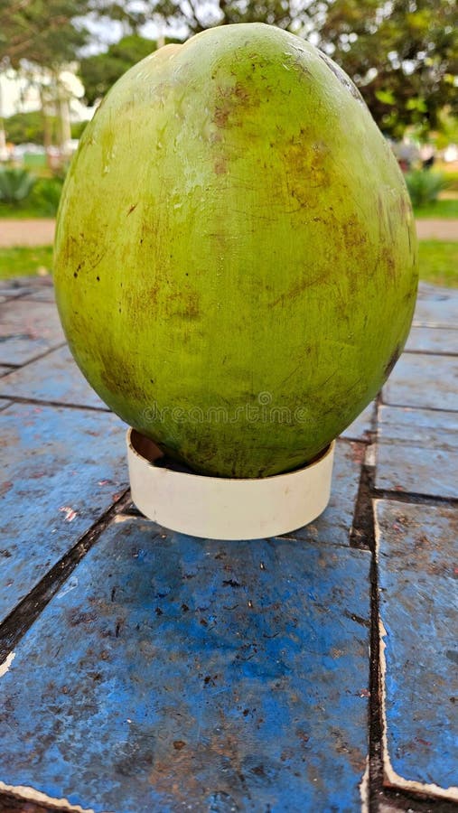 309 Coconut Pipe Stock Photos - Free & Royalty-Free Stock Photos from ...