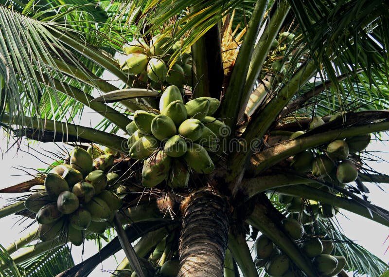 Bunch of Green Bananas Hanging on a Tree Stock Image - Image of garden ...