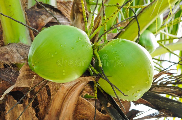 27,594 Green Coconut Texture Stock Photos - Free & Royalty-Free Stock ...