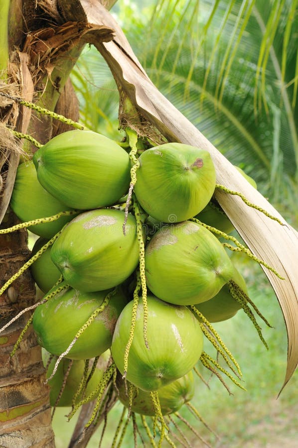 Green Coconut on Beach with Blue Sky - Vacation Stock Photo - Image of ...