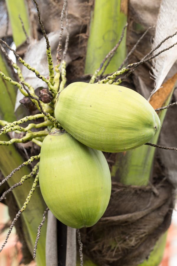 Green coconut stock photo. Image of trees, tropical, coconut - 33589860