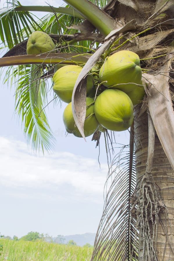 Green Coconut at Tree with Blue Sky Stock Image - Image of freshness ...