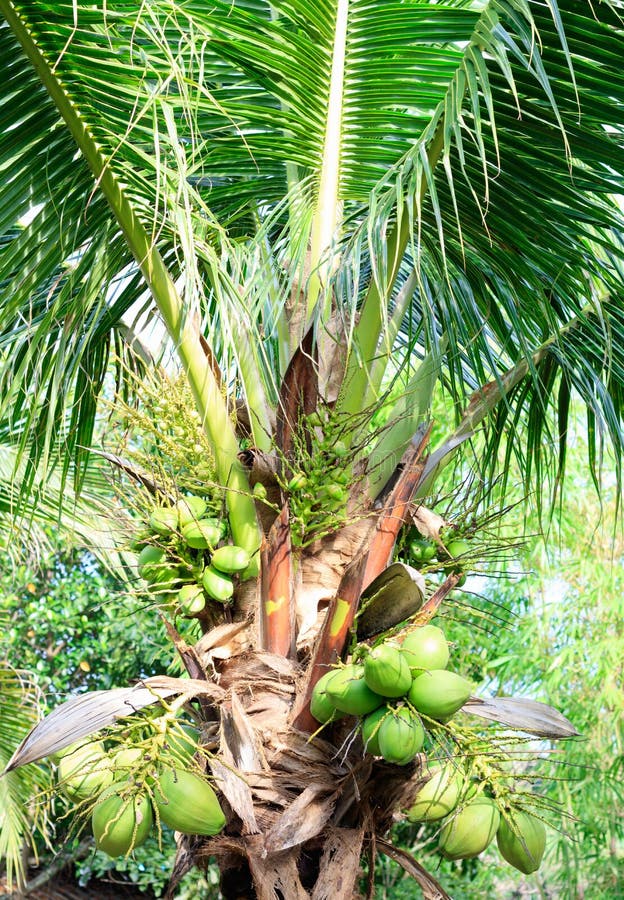 Green Coconut at Coconut Tree in the Garden. Stock Photo - Image of ...