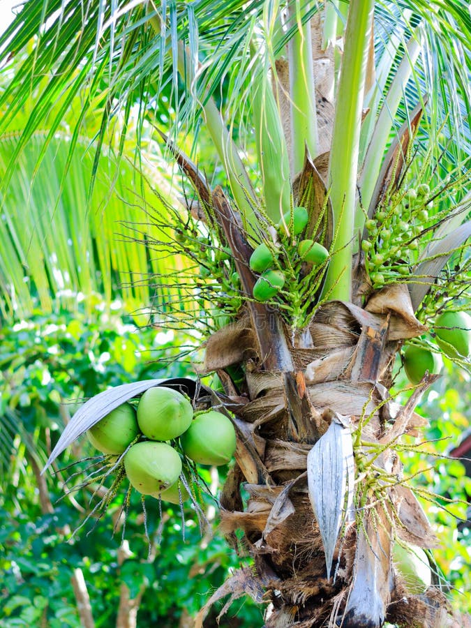Green Coconut at Coconut Tree in the Garden. Stock Image - Image of ...