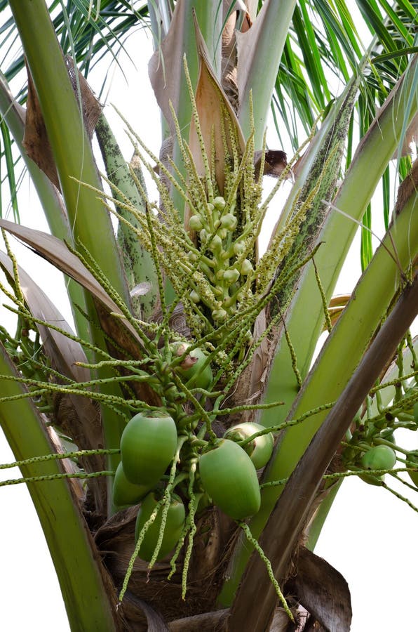 187 Small Coconut Tree Banana Tree Stock Photos - Free & Royalty-Free ...