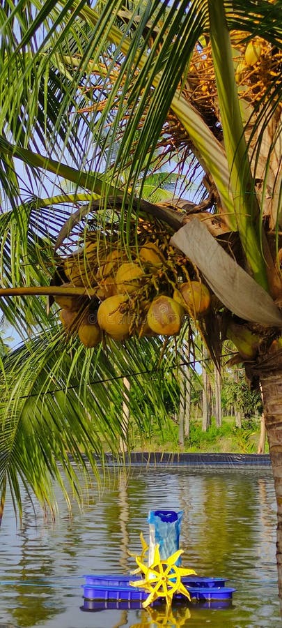 Green Coconut Tree, Fresh and Tantalizing Stock Photo - Image of ...