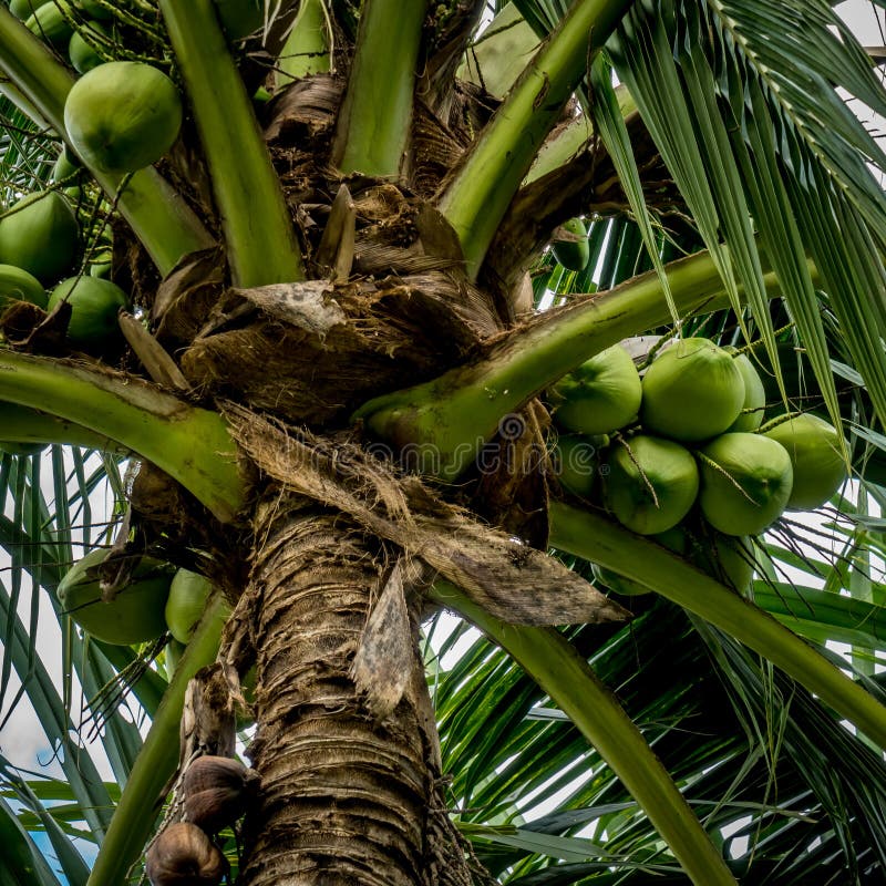 Green Coconut trees stock photo. Image of agriculture - 109242918