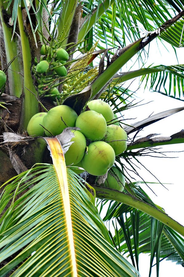 Green coconuts stock photo. Image of green, hanging, group - 30988902