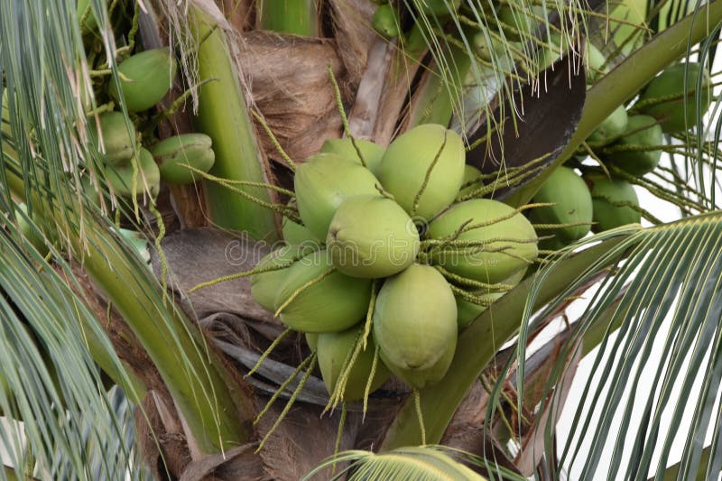 Green Coconuts stock image. Image of palm, food, agriculture - 336001667