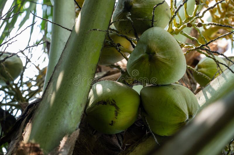 Green Coconuts Growing on a Tree Stock Photo - Image of field, texture ...