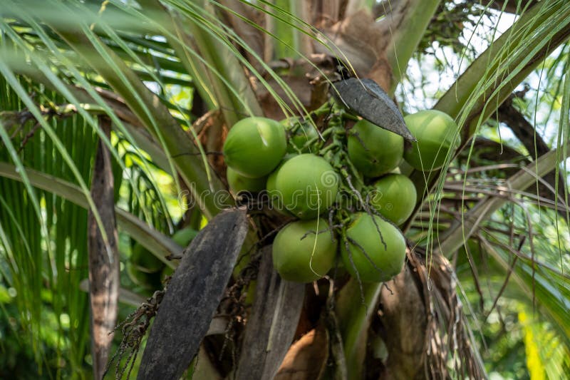 Green Coconuts Growing on a Tree Stock Image - Image of plant, tropical ...